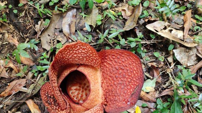 Bunga Bangkai Tumbuh di Kebun Raya Bogor, Setelah 16 Tahun ...