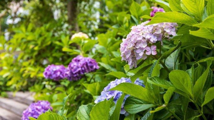 6 Cara Tanaman Hias Hydrangea Berbunga Lebih Banyak, Perhatikan ...