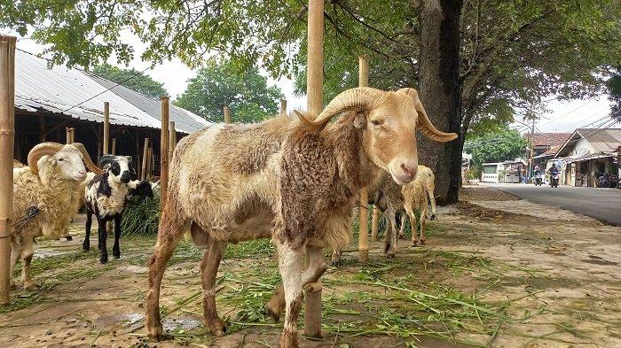 Bakar Sampah di Kandang, 8 Kambing Hangus Terbakar di Wonosobo ... Bakar Sampah di Kandang, 8 Kambing Hangus Terbakar di Wonosobo ...