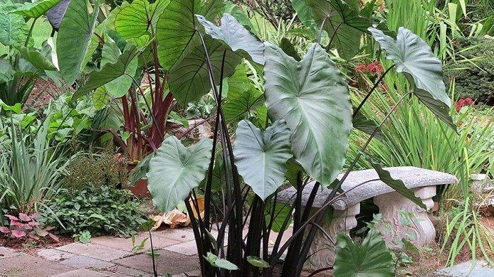 Cara Menanam dan Merawat Tanaman Hias Daun Elephant Ear Alias Kuping ...