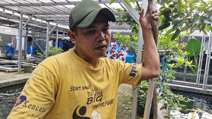 Kaisar Koi Farm Indonesia Hadirkan Ikan Koi Berkualitas Seharga Rp 70 ...