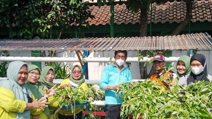 Bercocok Tanam di Lahan Sempit, Ibu-ibu PKK Panen Kangkung di Kelurahan Pademangan Timur ...