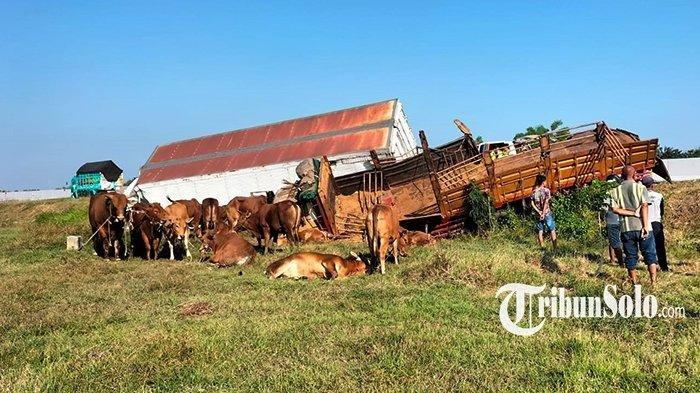 Kronologi 5 Sapi Mati Tertabrak Mobil di Tol Sragen, Berawal dari ...