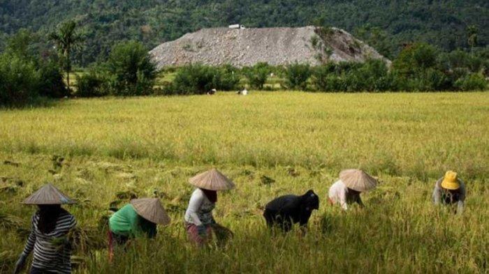 Joko Widodo Singgung Krisis Pangan, Jaka Widada Beberkan Tanda-tandanya ...