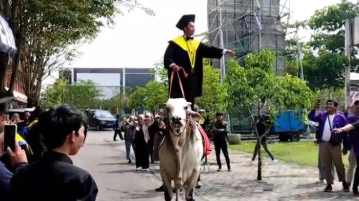 Viral Mahasiswa Menunggang Sapi di Acara Wisuda, Punya Peternakan Sejak SMA - Tribuntangerang.com