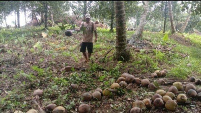 Petani Kelapa di Halmahera Utara Berharap Tahun 2023 Harga Kopra Bisa ...