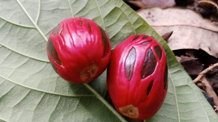 Update Harga Rempah Ternate, Biji Pala Kering Masih Stabil ...