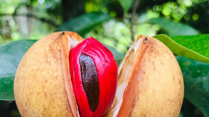 Harga Rempah Ternate, Fuli Pala Kering Stabil, Tembus Rp 245 Per ...