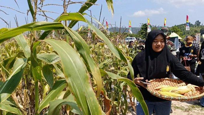 Kebutuhan Pangan di Taliabu Masih Bergantung Pasokan dari Luar Daerah, Hasriani Buka Data ...
