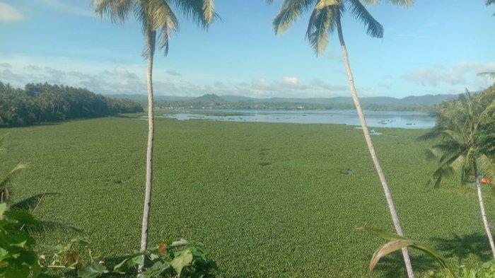Penanganan Eceng Gondok di Danau Galela, Halmahera Utara Masih Jadi ...