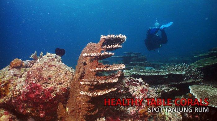 Wisata Tidore: Tanjung Rum Salah Satu Spot Diving Paling Indah ...