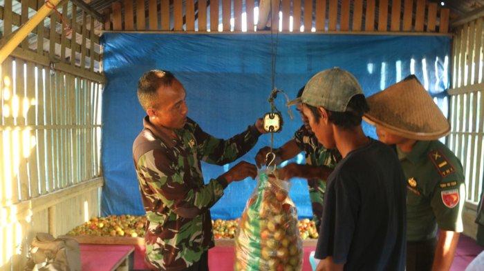 Kodim 1509/Labuha Halmahera Selatan Panen Tomat dari Program Kebun Ketahanan Pangan ...