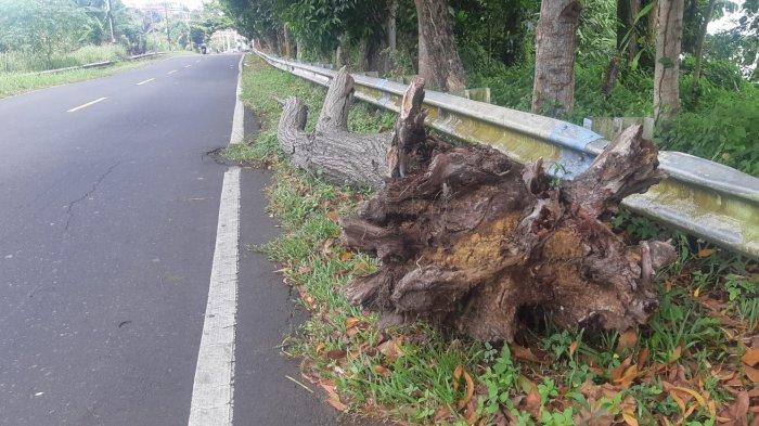 Batang Pohon Kering Pada Salah Satu Ruas Jalan di Ternate Ancam ... Batang Pohon Kering Pada Salah Satu Ruas Jalan di Ternate Ancam ...