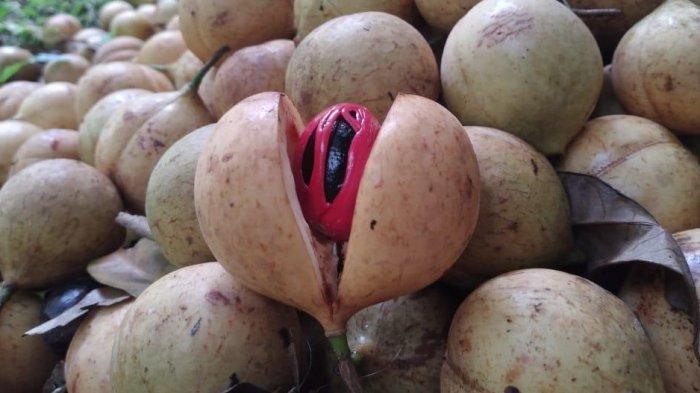 Info Harga Rempah Ternate Tanggal 5 September 2022, Fuli Pala Paling ...