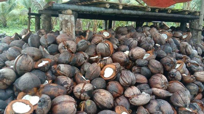 Harga Kopra Maluku Utara, 3 Oktober 2022: Hanya Dihargai Rp 5 Ribu per ...