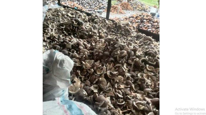 Harga Kopra Maluku Utara: Dibandrol Rp 5 ribu Per Kilogram untuk ...