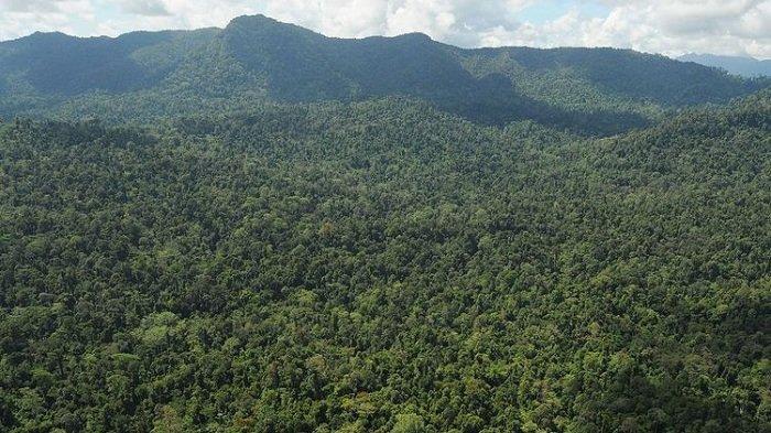 Kronologi 3 Orang Tewas Dihujani Anak Panah Saat Masuk Hutan Halmahera ...