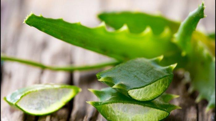 8 Tanaman Herbal Terpopuler di Indonesia dan Manfaat Kesehatannya ...