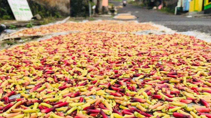 UPDATE Harga Rempah Ternate, Cengkeh Rp 125 Ribu Sekilo, Rabu 31 ...