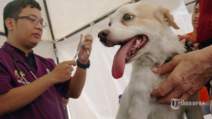 Waspadai Bahaya Rabies! Simak Ciri-ciri Hewan dan Orang yang Terinfeksi ...