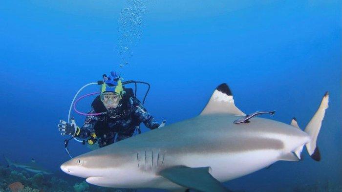 Wisata Morotai Miliki 28 Spot Diving, Hotel Sahid Molokai Lengkapi ...