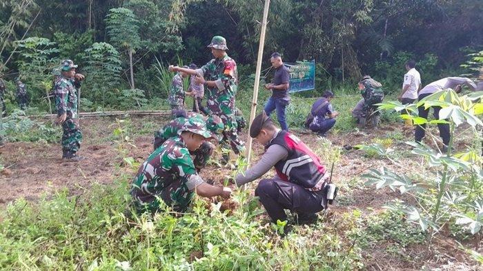 Kodim 1414 Tana Toraja Tanam 250 Bibit Pohon di Makale Utara, dari ...