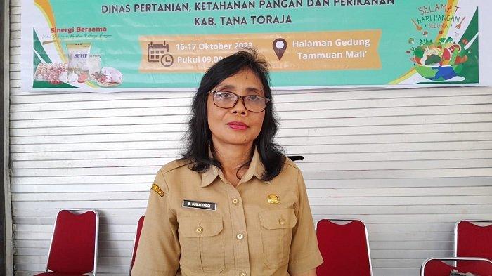Penjelasan DPKPP Tana Toraja Terkait Bantuan Budidaya Pisang Pj ...