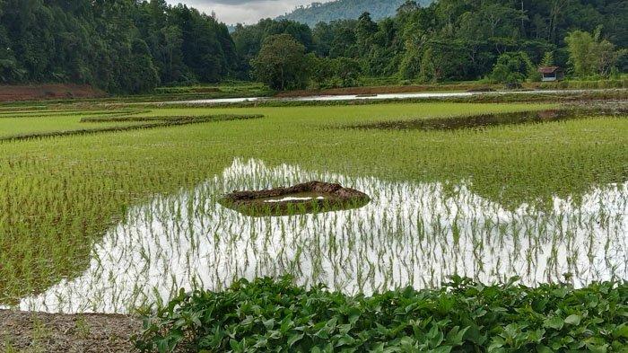 Kuang, Sumur Kecil di Tengah Sawah Kearifan Lokal Masyarakat Toraja ...