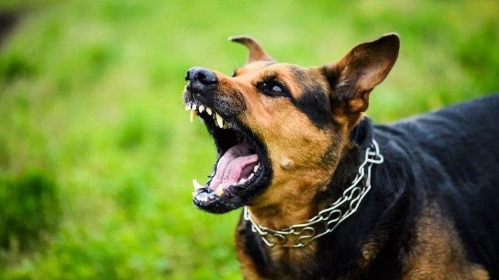 Bisakah Rabies Disembuhkan? Cek Gejalah dan Pencegahannya ...