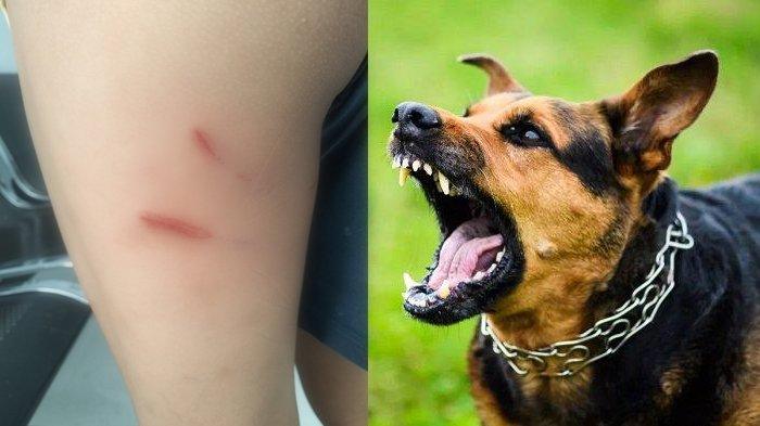 Kasus Gigitan Anjing Toraja Utara Tinggi, Dinas Pertanian: Sayang Kami ...