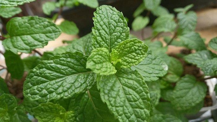 Tanaman Herbal Ini Ampuh Usir Flu dan Batuk - Tribuntoraja.com