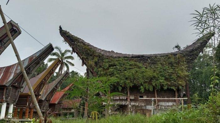 Atap Ijuk dan Bambu Sebagai Ornamen Tongkonan Ini Ternyata Bisa Tahan ...