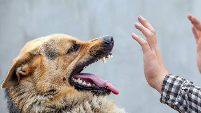 Waspada Penyakit Rabies, Gejalanya Baru Ketahuan Setelah Dua Bulan ...