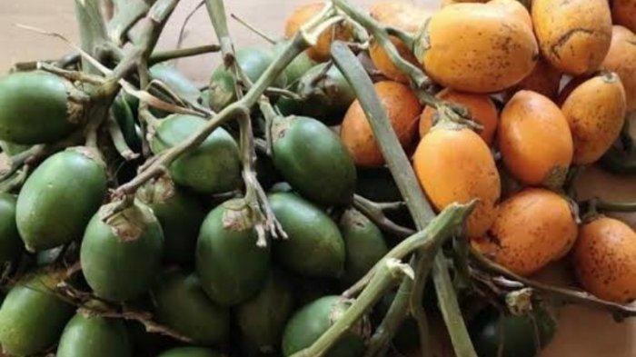 9 Manfaat Rutin Mengkonsumsi Buah Pinang, Bisa Atasi Ejakulasi Dini ...