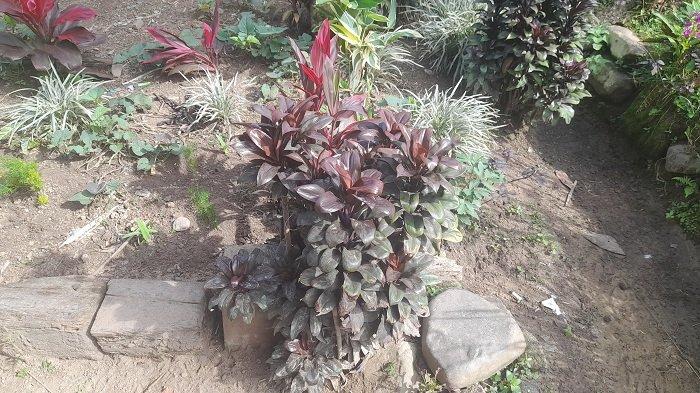 Mengenal Bunga Tabang, Bunga yang Selalu Ada di Pekarangan Tongkonan ...