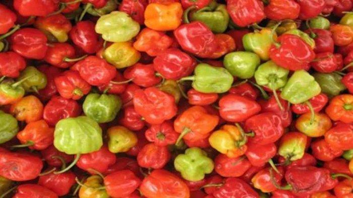 Mengenal Cabai Katokkon, Cabai Terpedas di Tana Toraja yang Punya ...