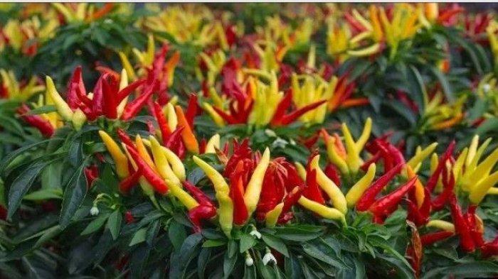 Cara Menanam dan Merawat Cabai Agar Berbuah Lebat - Tribuntoraja.com