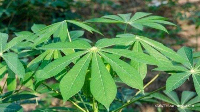 7 Manfaat Mengkonsumsi Daun Singkong untuk Kesehatan - Tribuntoraja.com