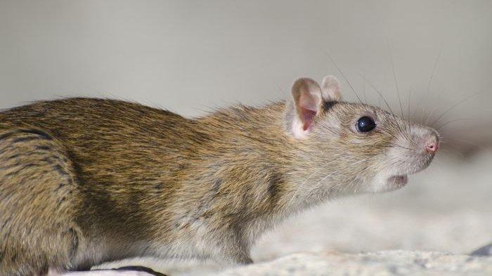Ini Dia Ciri-ciri Tikus Masuk Rumah, Begini Cara Pencegahannya ...