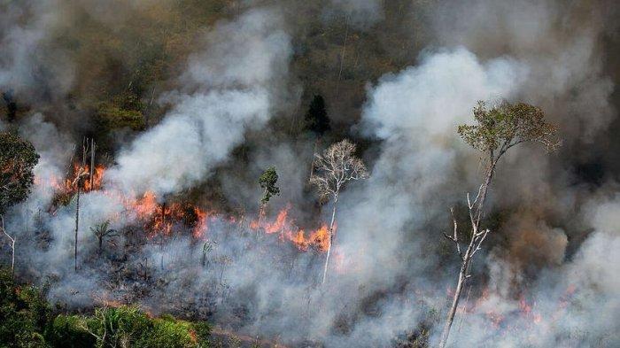Musim Kemarau Lebih Kering Diprediksi Terjadi Agustus 2023, Waspadai Kebakaran Hutan ...