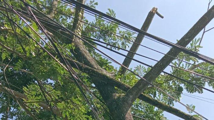 Warga Resah, Pohon Nyaris Tumbang dan Berbahaya di Makale Tidak ...