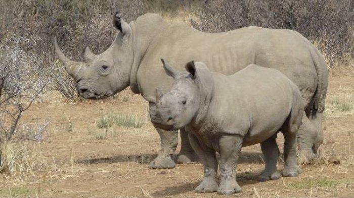 Terobosan Pelestarian: Badak Putih Afrika Selatan Berhasil Hamil lewat ...