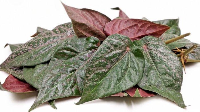 Segudang Manfaat Air Rebusan Daun Sirih Merah untuk Kesehatan ...