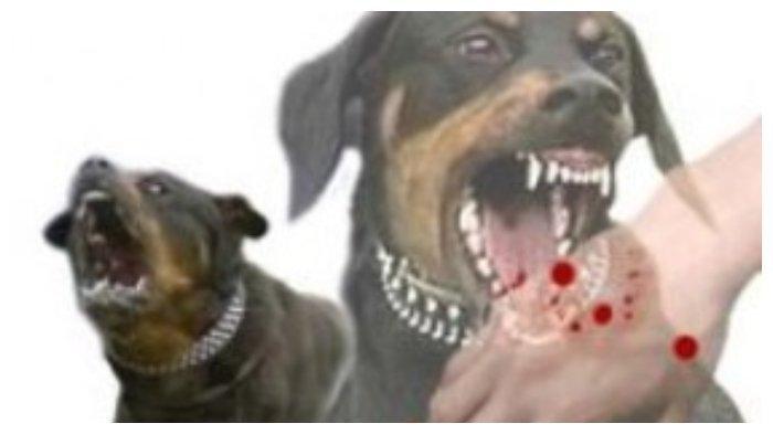 7 Bulan, 280 Masyarakat Sidrap Digigit Anjing Gila, Warga Siapkan Balok ...