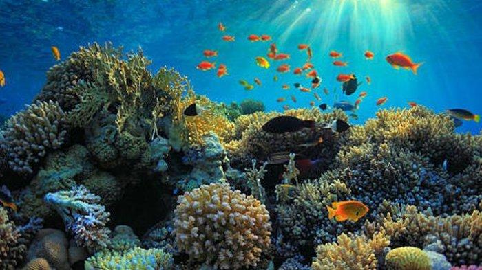 PBB Sahkan Traktat Laut Lepas, Apa Itu? Ini Penjelasan dan Pengaruhnya ...