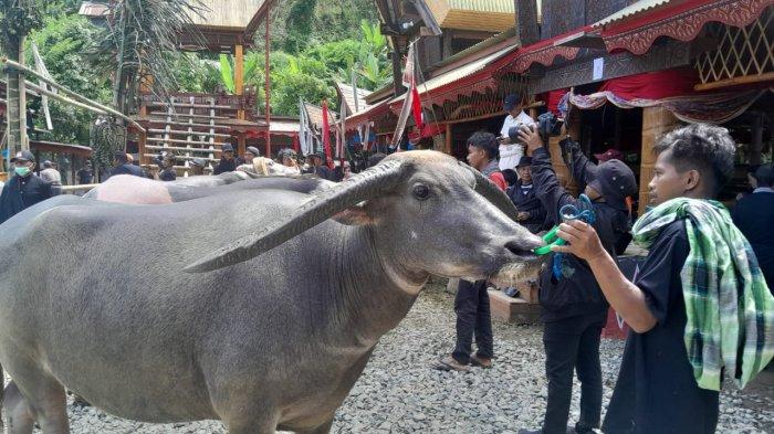 BERITA FOTO: Prosesi 'Rambu Solo', Upacara Pemakaman Ne' Linggi di ...