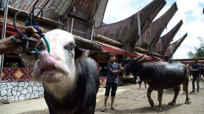 GALERI FOTO - Tedong: Simbol, Status, Jenis, dan Harga Kerbau dalam ...