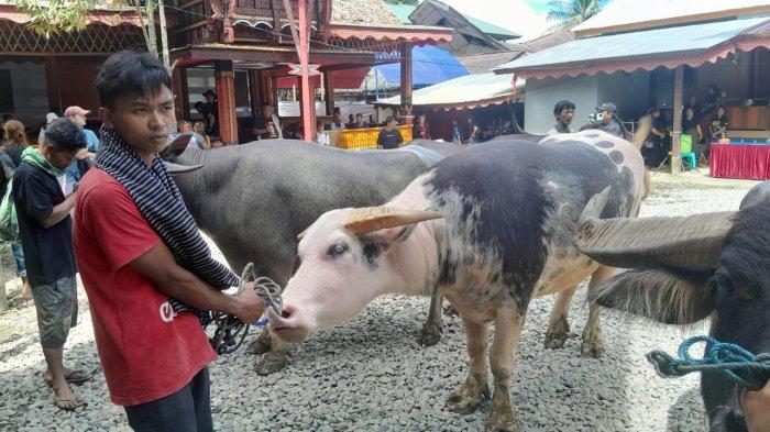 BERITA FOTO: Prosesi 'Rambu Solo', Upacara Pemakaman Ne' Linggi di ...