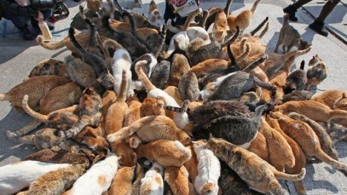11 Pulau Kucing Paling Populer di Jepang, Dijamin Buat Cat Lovers Betah ...