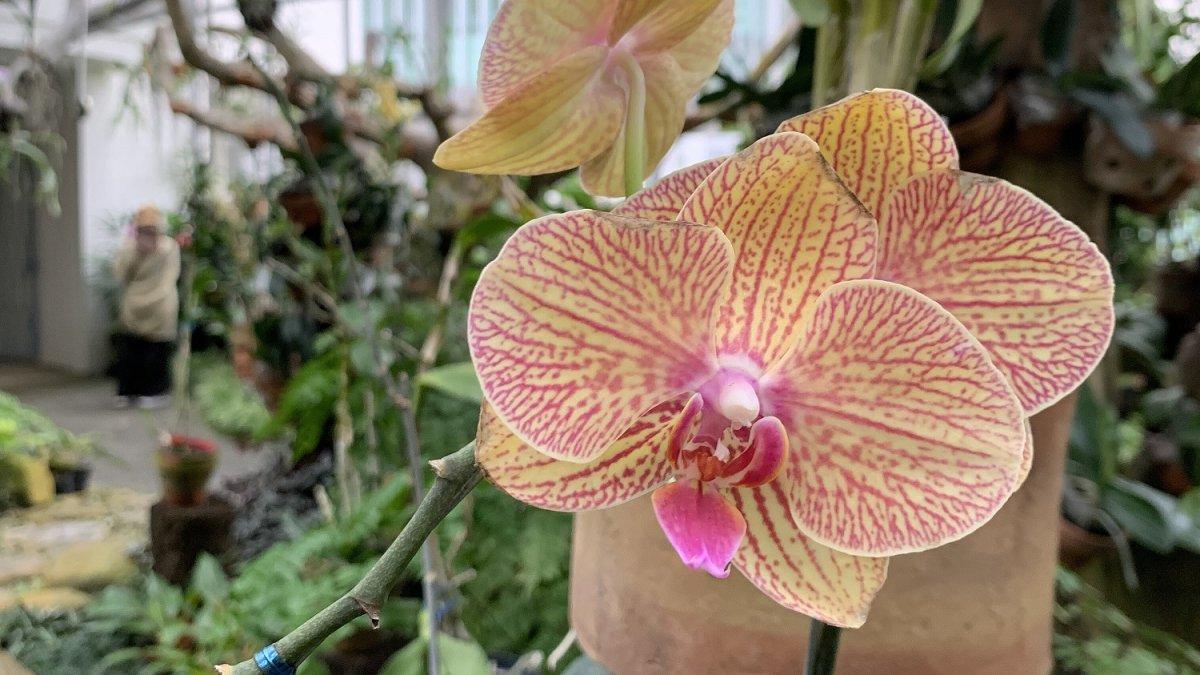 Harga Tiket Masuk Taman Anggrek Sri Soedewi, Tempat Wisata yang Lagi ...